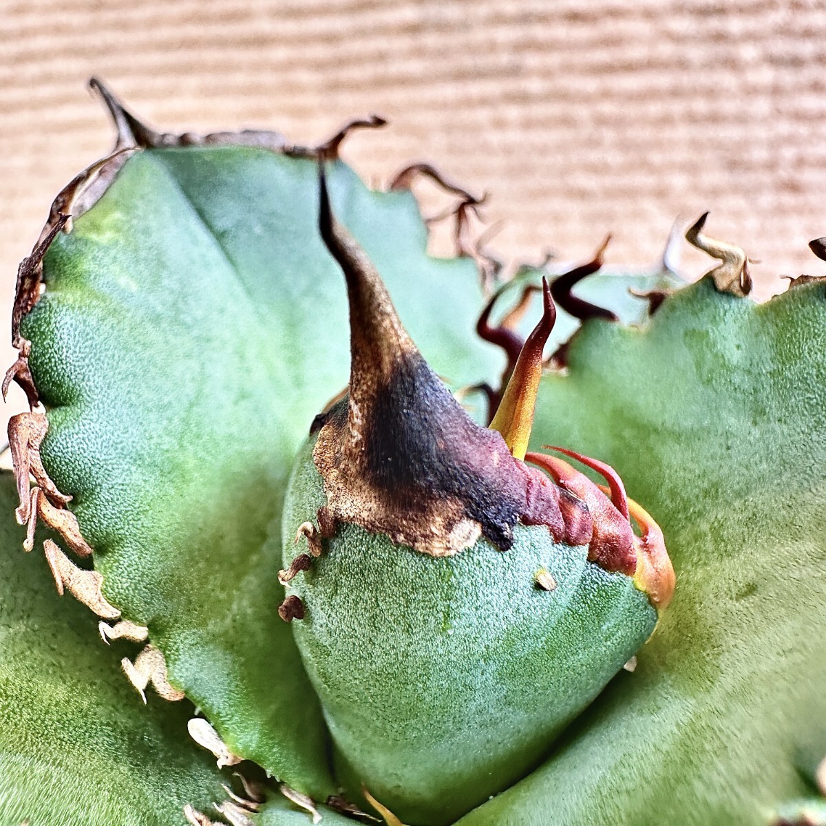 Yahoo!オークション - 【Lj_plants】Q250 厳選希少株 アガベ チタノタ...