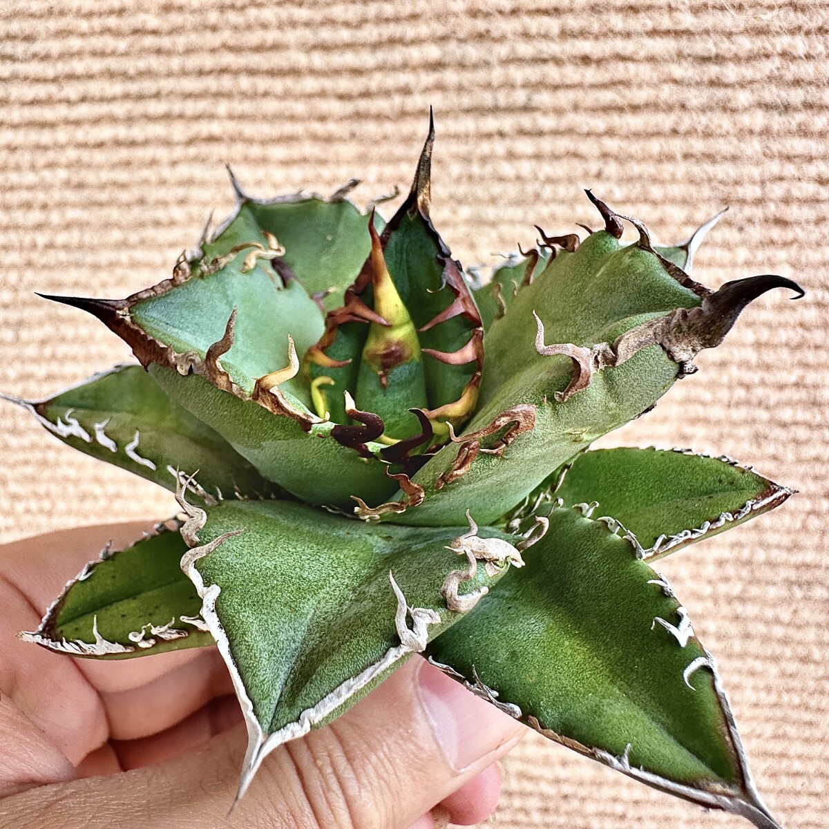 Yahoo!オークション - 【Lj_plants】Q250 厳選希少株 アガベ チタノタ...