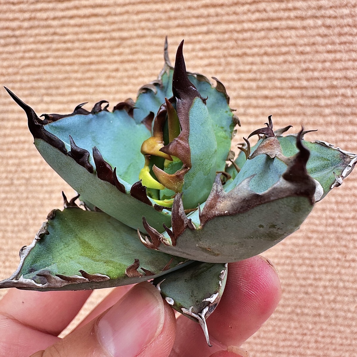 Yahoo!オークション - 【Lj_plants】Q293 将来有望です アガベ チタノ...