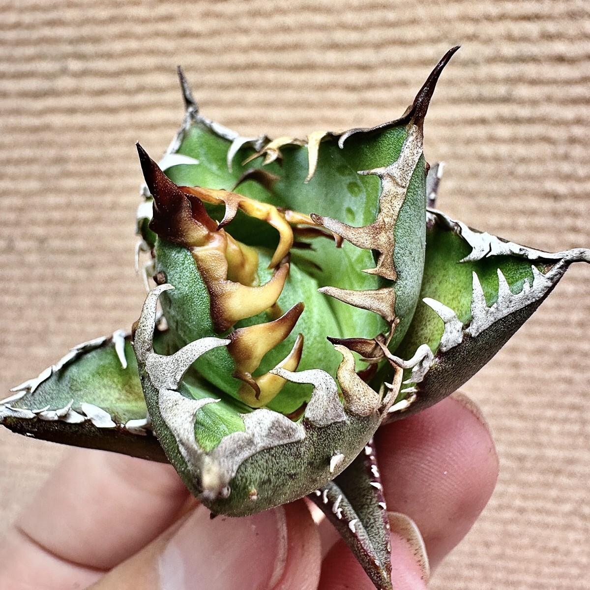 Yahoo!オークション - 【Lj_plants】Q396 アガベ チタノタ レッドキャ...