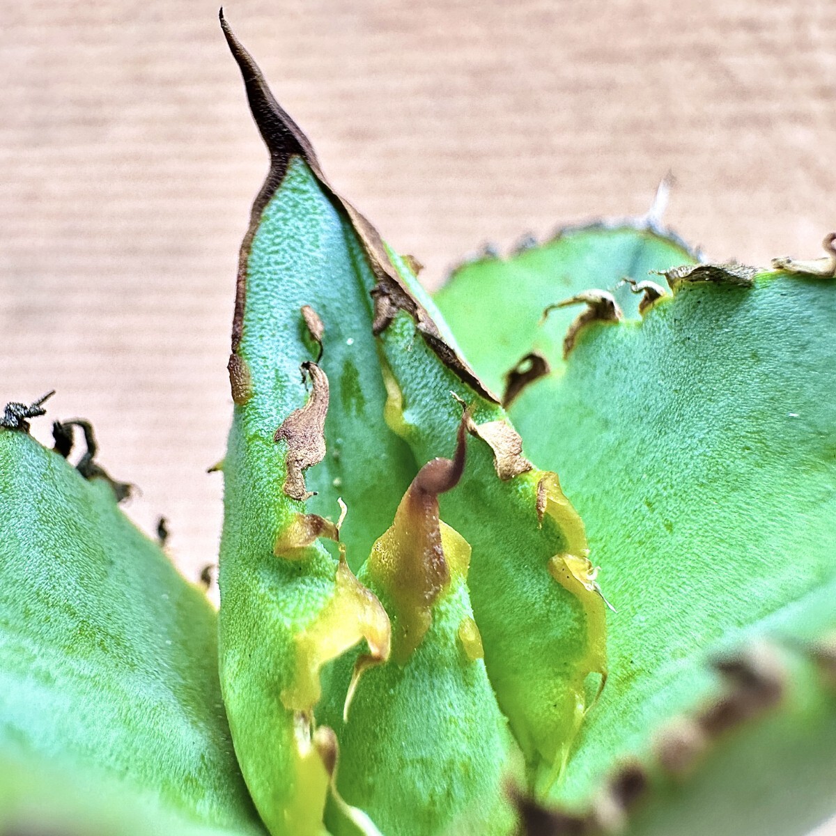 Yahoo!オークション - 【Lj_plants】Q441 多肉植物 アガベ チタノタ Ag...