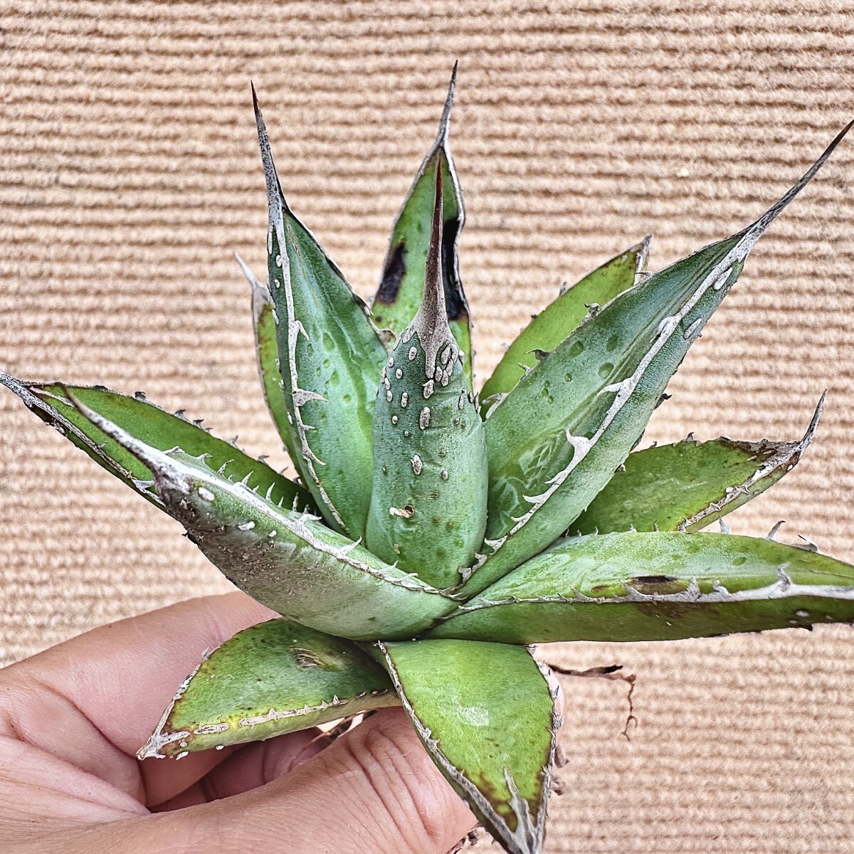 Lj_plants Q463 激レア高級品種 アガベ パープソラム Agave purpusorum ブルー 背刺帝釈天 極上強棘 狂刺 強白棘 極上株(アガベ)｜売買されたオークション情報 ...