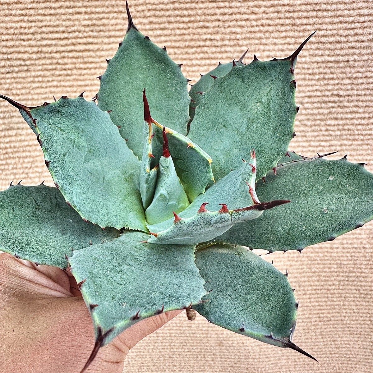 Yahoo!オークション - 【Lj_plants】Q416 多肉植物 アガベ 吉祥天パリ...