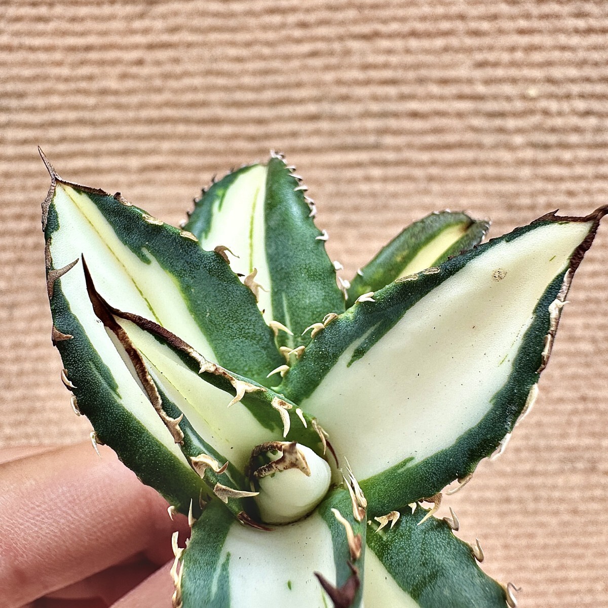 Yahoo!オークション - 【Lj_plants】Q425 SSS級' アガベ チタノタ '太...