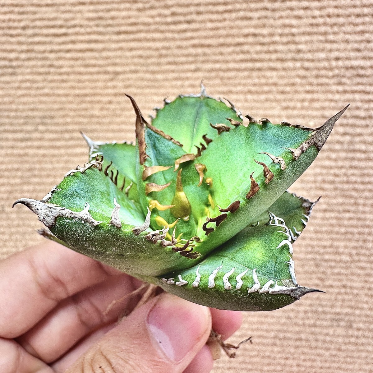 Yahoo!オークション - 【Lj_plants】Q594 厳選希少株 アガベ チタノタ...