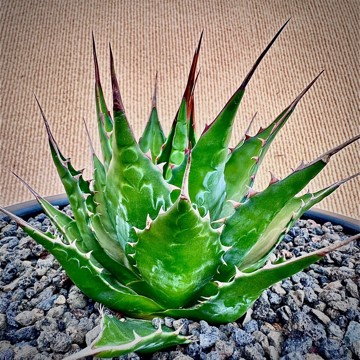Yahoo!オークション - 【Lj_plants】Q690 多肉植物 アガベ 姫Agave mo...