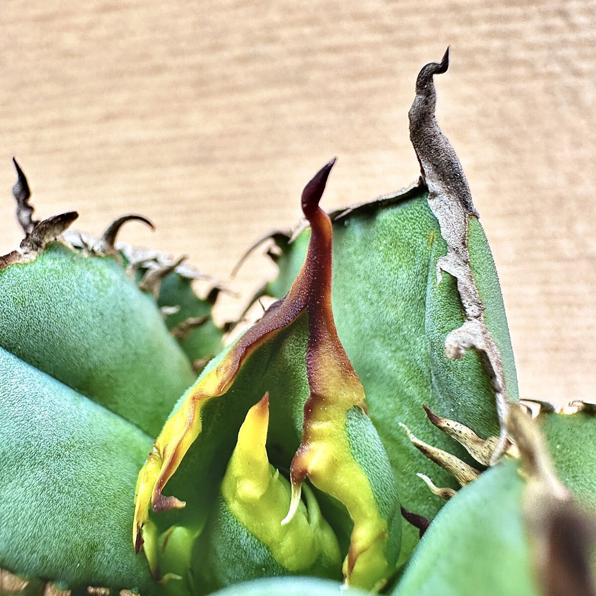 Yahoo!オークション - 【Lj_plants】Q687 激レア高級品種 アガベ チタ...