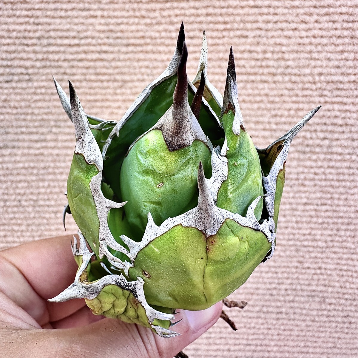 Yahoo!オークション - 【Lj_plants】Q621 激レア高級品種 アガベ agave...