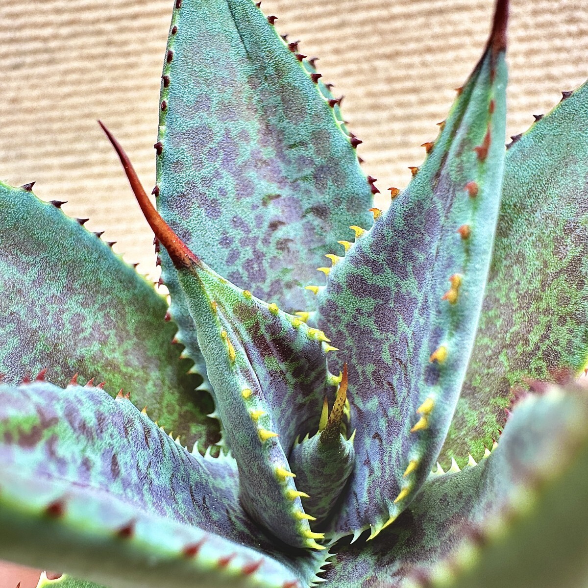 Yahoo!オークション - 【Lj_plants】Q689 激レア高級品種 多肉植物 ア...