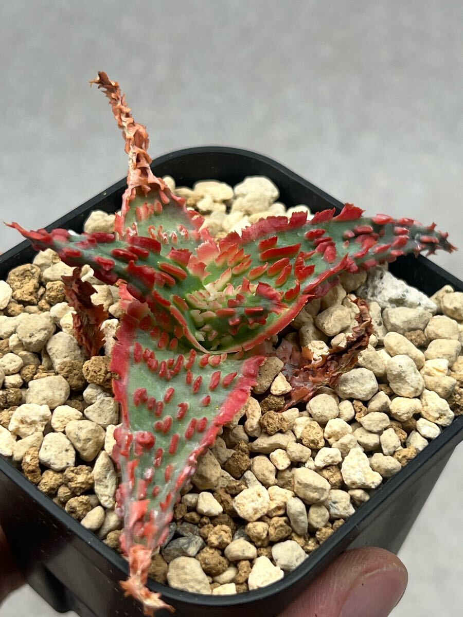 Yahoo!オークション - 163-3アロエ ハイブリッド グロリアス ドラゴン ...