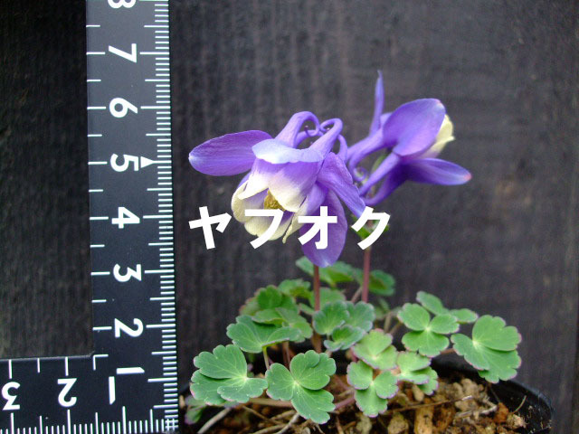 Yahoo!オークション - ミヤマオダマキ 種子 20粒 高山植物 山野草