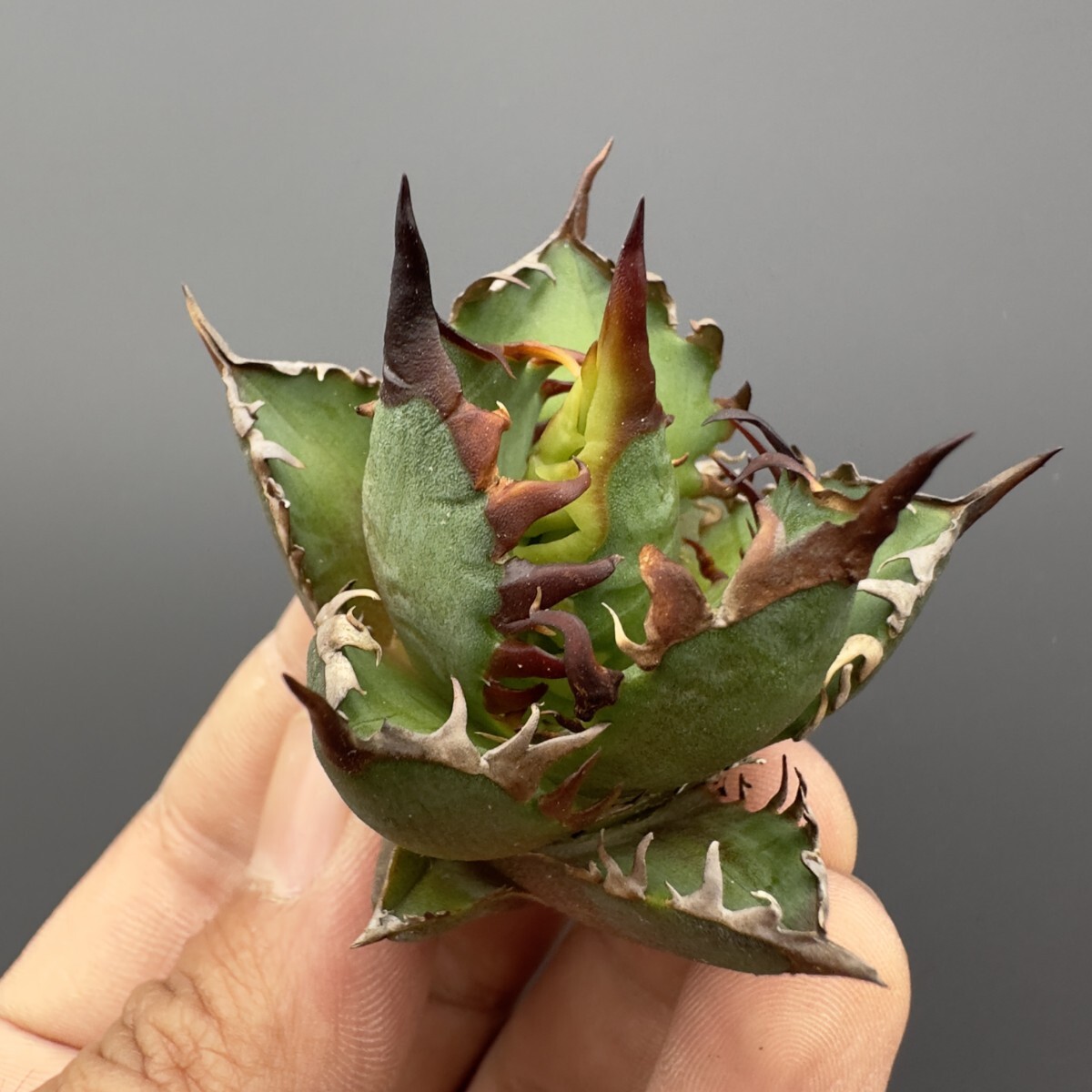 Yahoo!オークション - Q39 【青田園芸】 特選 アガベ 多肉植物 チタノ...