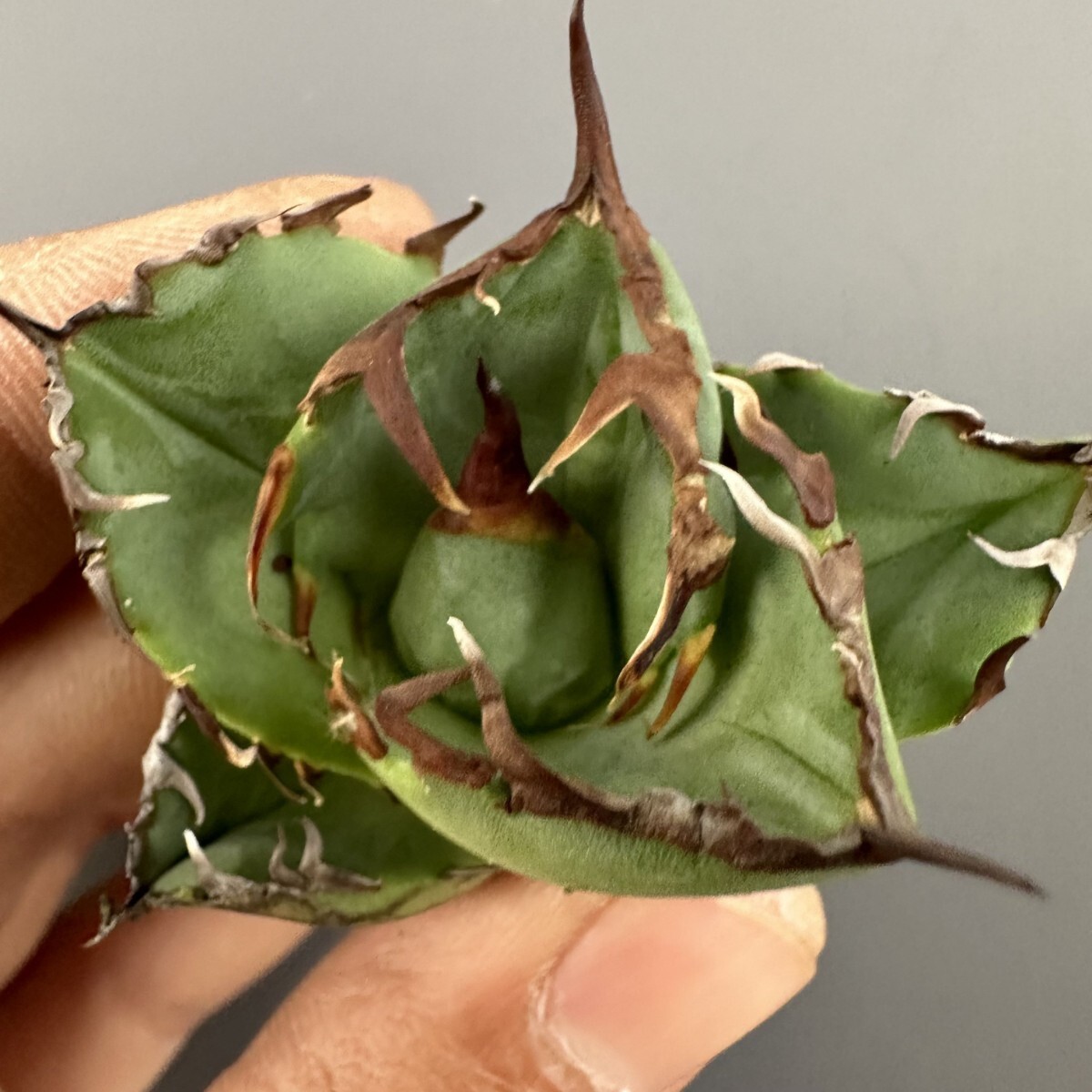 Yahoo!オークション - X27 【青田園芸】 アガベ チタノタ 特選 アガベ ...