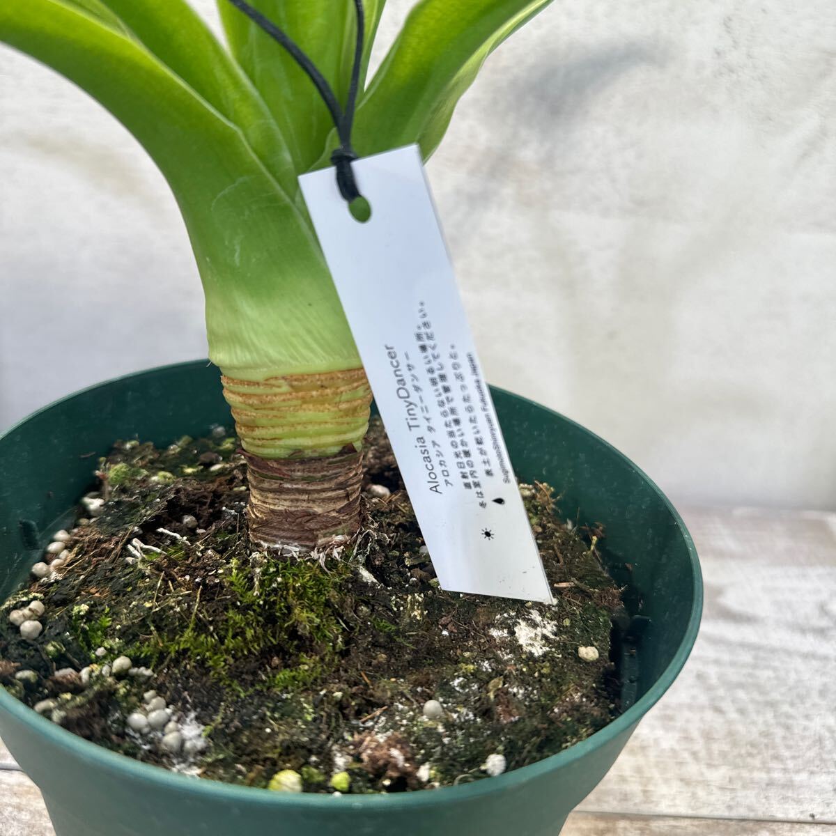 Yahoo!オークション - アロカシア タイニーダンサー 5号 鉢底から約43c...