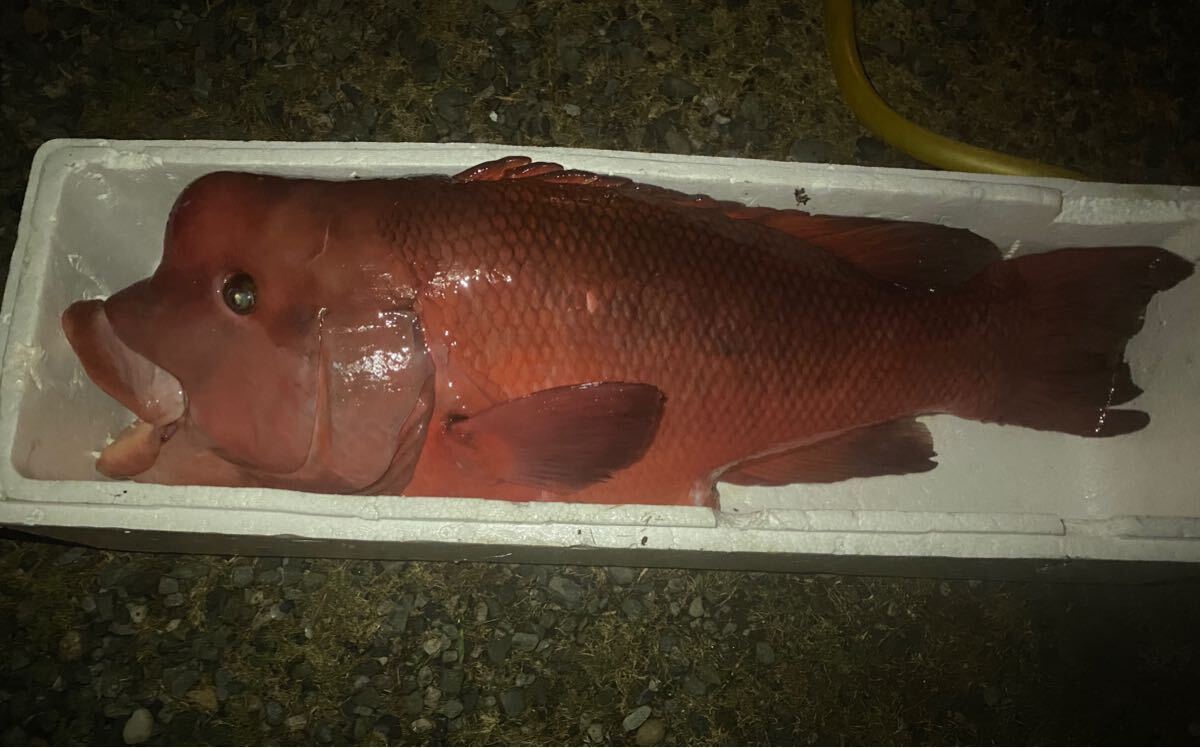 Yahoo!オークション - 【8.1kg】コブダイ（検 クエ アラ モロコ