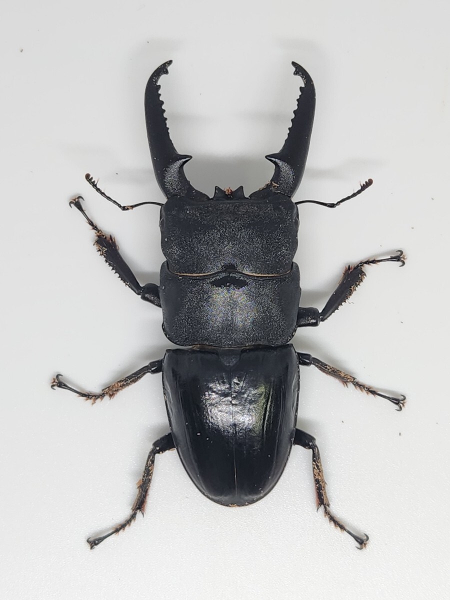 Yahoo!オークション - ツシマヒラタクワガタ ♂単 79.7mm CBF2