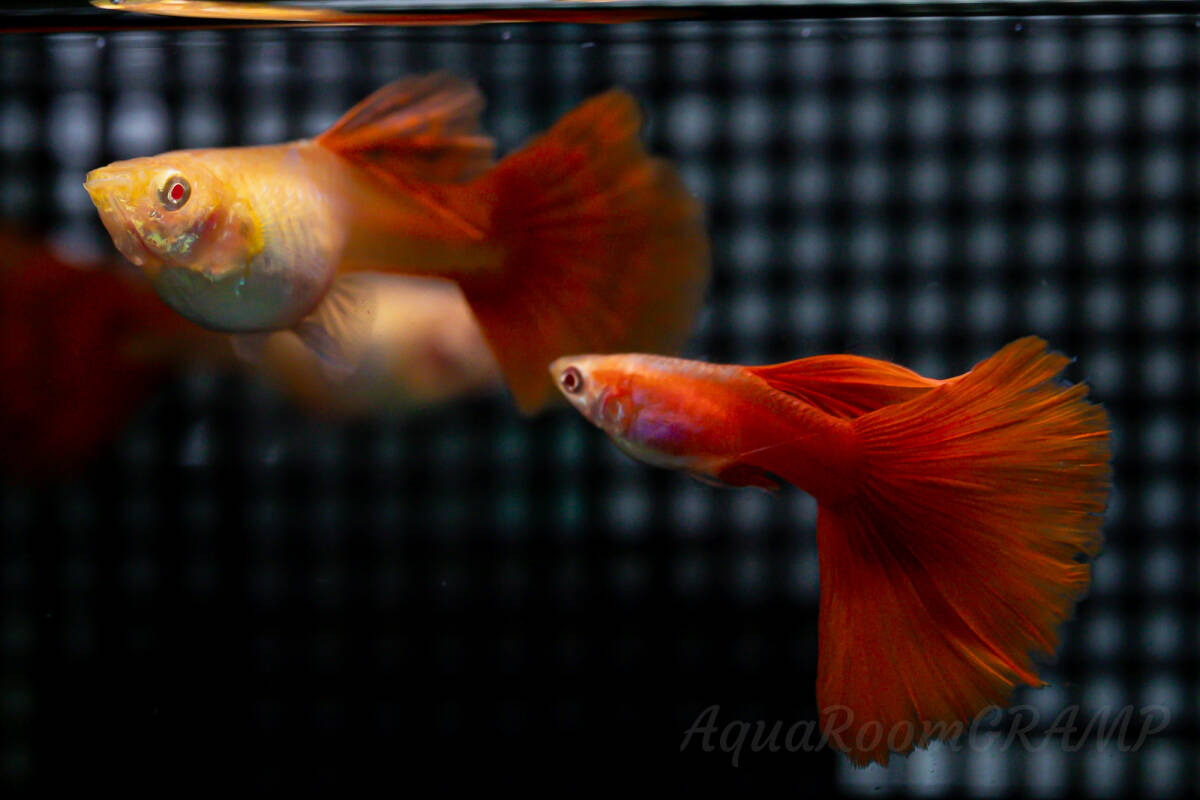 Yahoo!オークション - 【GRAMP】RREAフルレッド 写真の種親2ペア