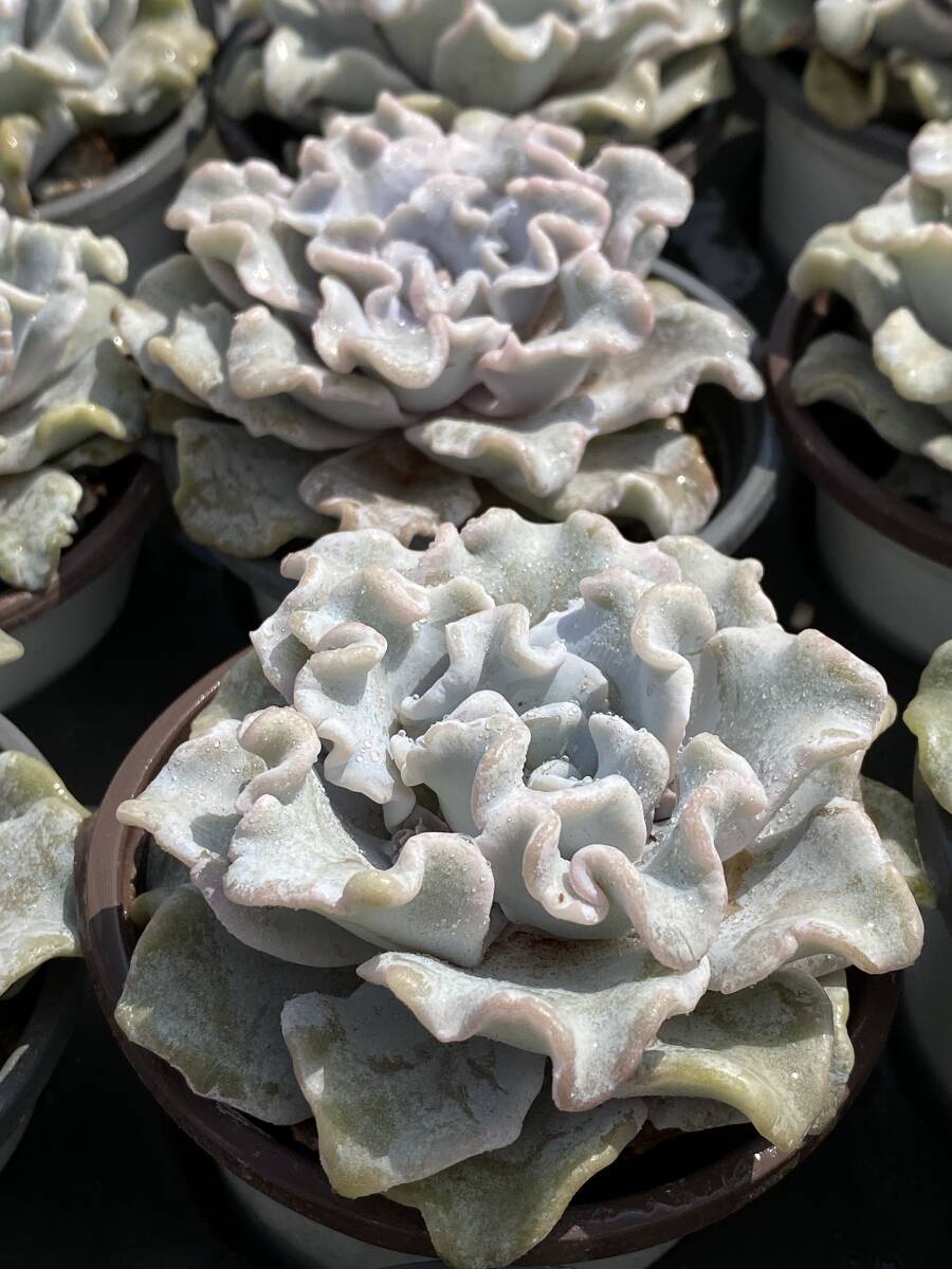 Yahoo!オークション - 28株 Z602 多肉植物 エケベリア クリスペートビ...