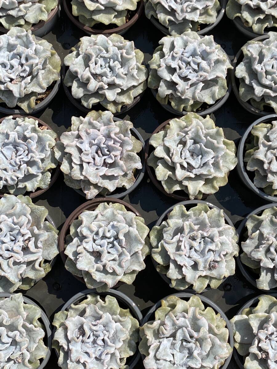 Yahoo!オークション - 28株 Z602 多肉植物 エケベリア クリスペートビ...