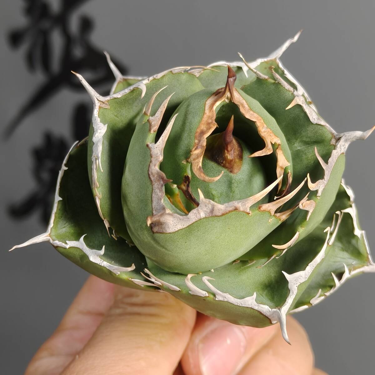 Yahoo!オークション - 【龍園觀】No.W27 新品 アガベ チタノタ " 窮...