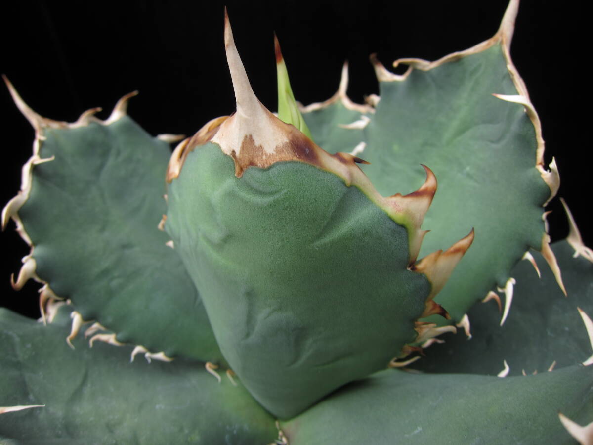 Yahoo!オークション - アガベ FO76 インドネシア産 ② （検 チタノタ ...