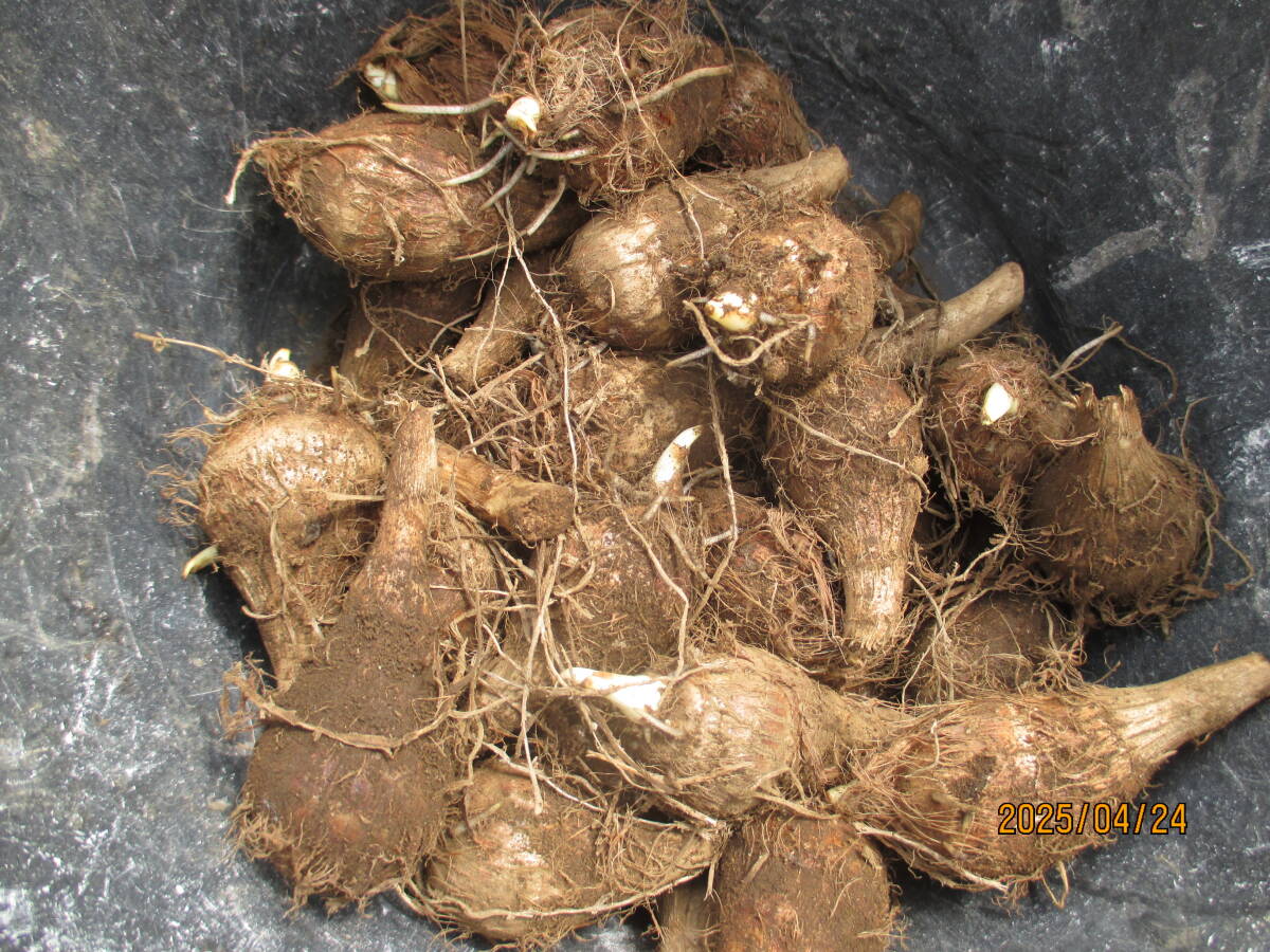 Yahoo!オークション - 埼玉県産 八つ頭（丸系）まるいも 1kg即決送料...