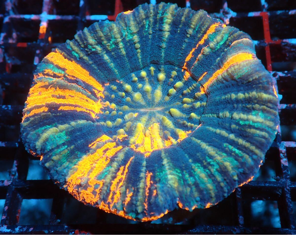 Yahoo!オークション - 【Care Frag】オーストラリアより直輸入 Selecti...