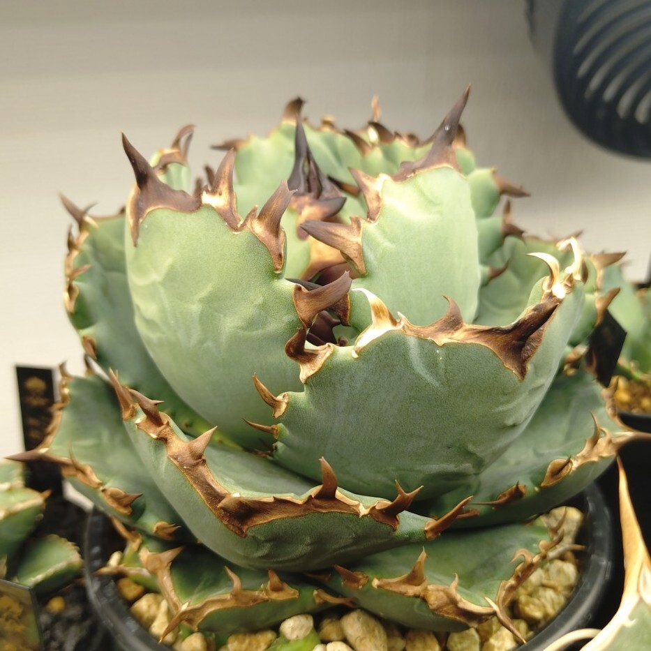 Yahoo!オークション - アガベ チタノタ 翼竜 (検 titanota oteroi agav...