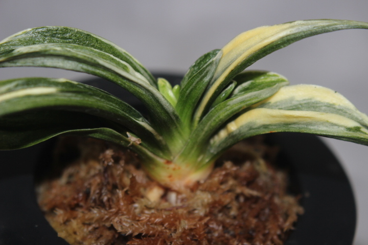 Yahoo!オークション - 瑞泉 宅急便コンパクト おもと 万年青 山野草 東...