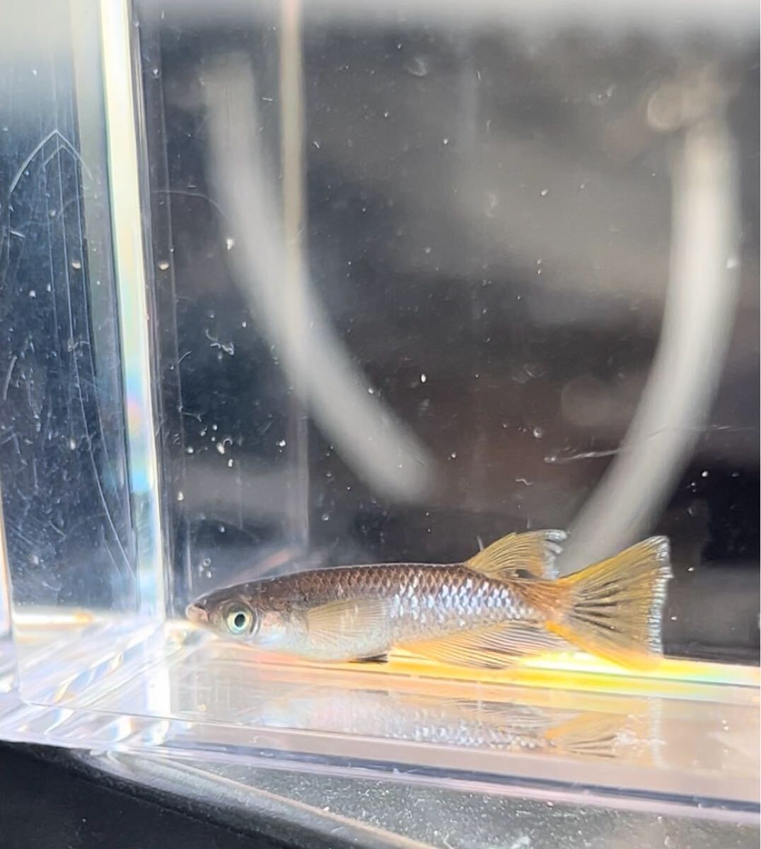 Yahoo!オークション - オランジェRLF有精卵20個＋α