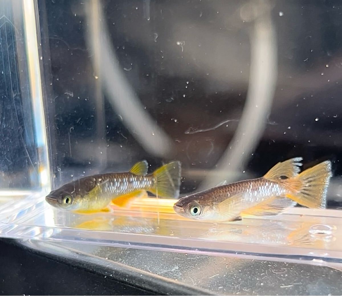 Yahoo!オークション - オランジェRLF有精卵20個＋α