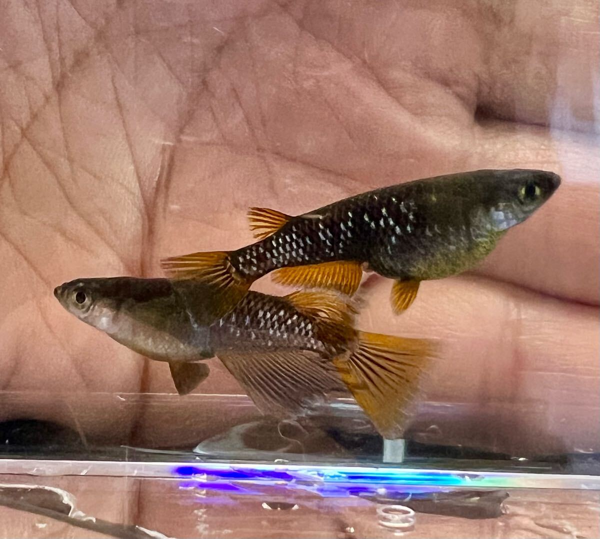 Yahoo!オークション - オランジェRLF 有精卵30個＋α