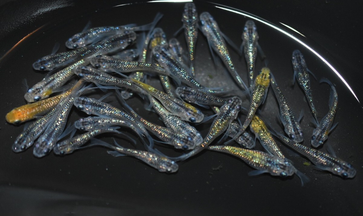 Yahoo!オークション - 凜めだか 夜桜RLF 系統 30匹 オスメス無選別 ヘ...