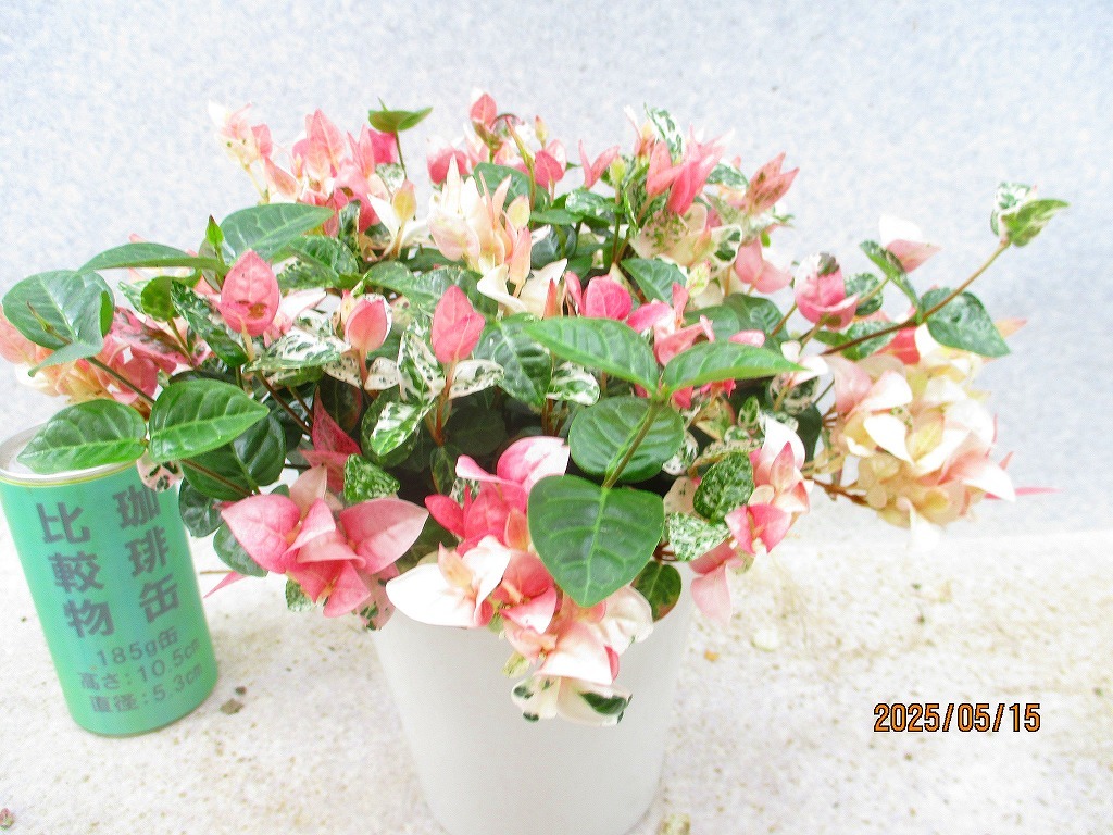 Yahoo!オークション - [緑の市場]初雪葛(5932白丸プラ鉢)全高 22㎝ 同...