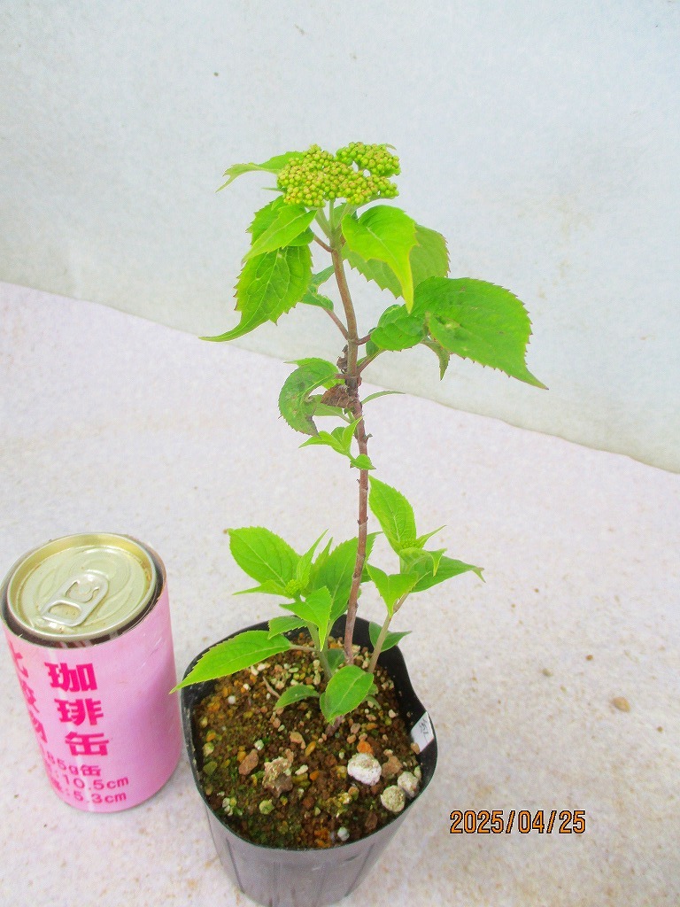 Yahoo!オークション - [緑の市場]山アジサイ 2種組 紅/九重紫紅(42895)...