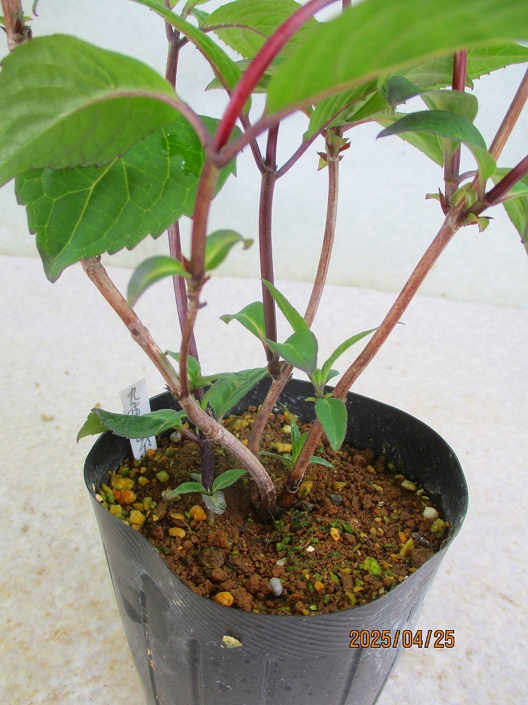 Yahoo!オークション - [緑の市場]山アジサイ 2種組 紅/九重紫紅(42895)...