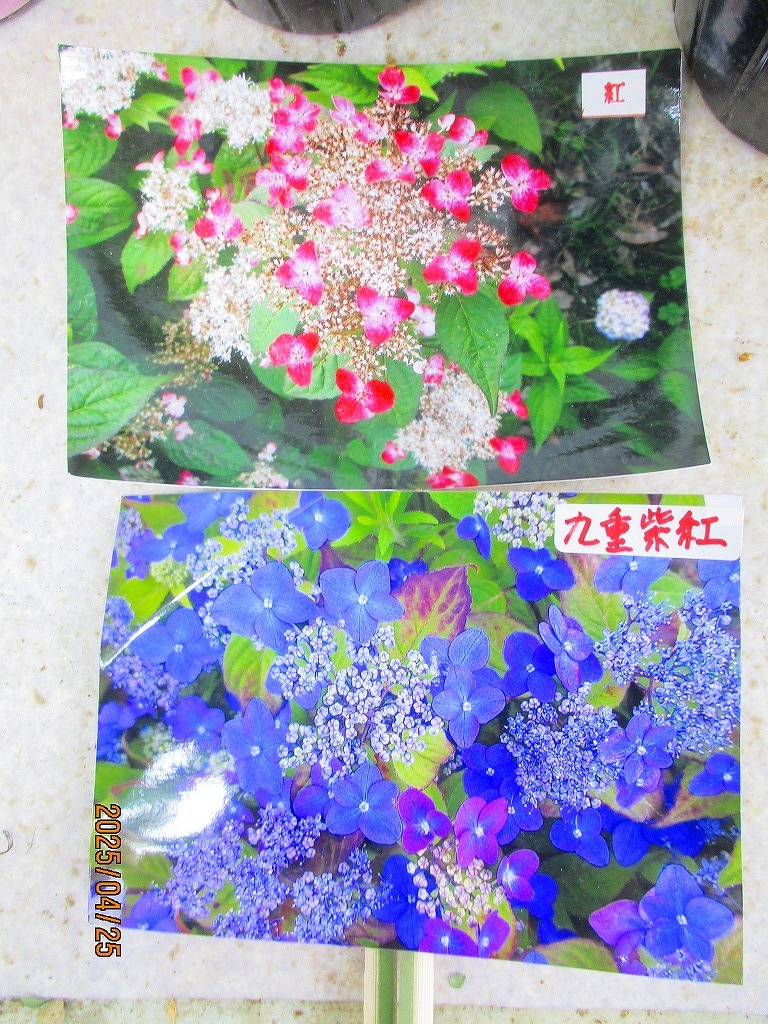 Yahoo!オークション - [緑の市場]山アジサイ 2種組 紅/九重紫紅(42895)...