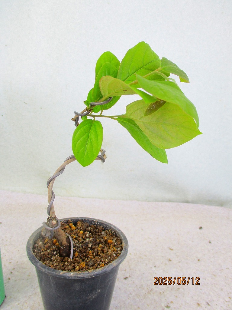 Yahoo!オークション - [緑の市場] 柿 品種不明 (5178)全高 28㎝ 同梱包...