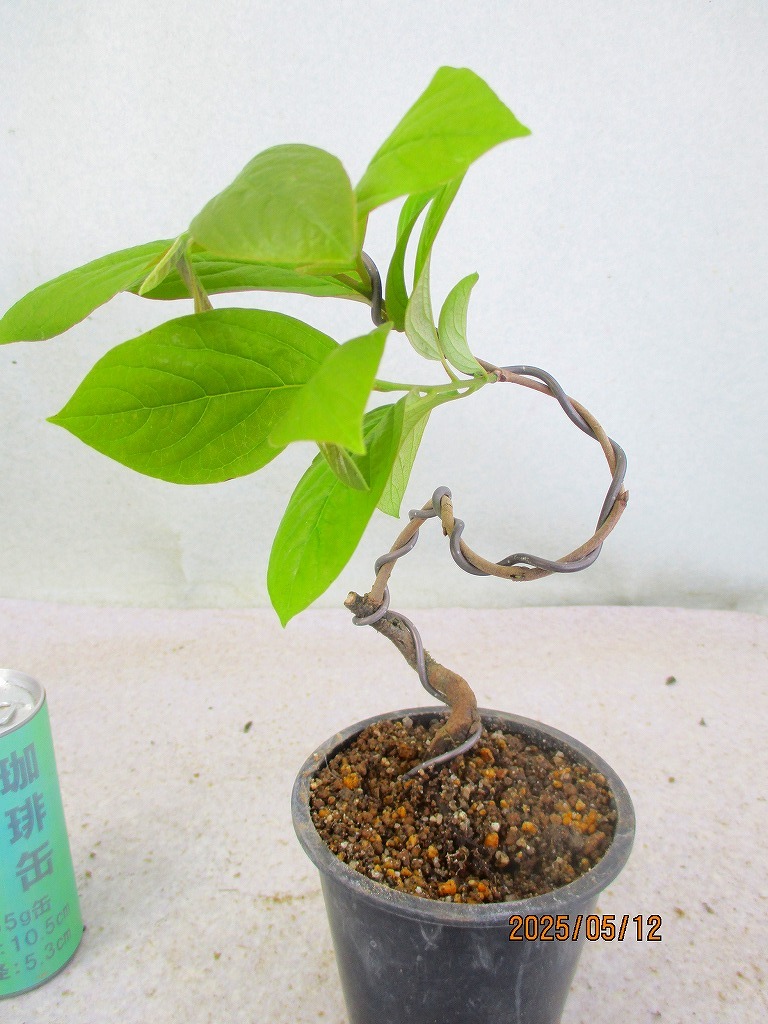 Yahoo!オークション - [緑の市場] 柿 品種不明 (5178)全高 28㎝ 同梱包...