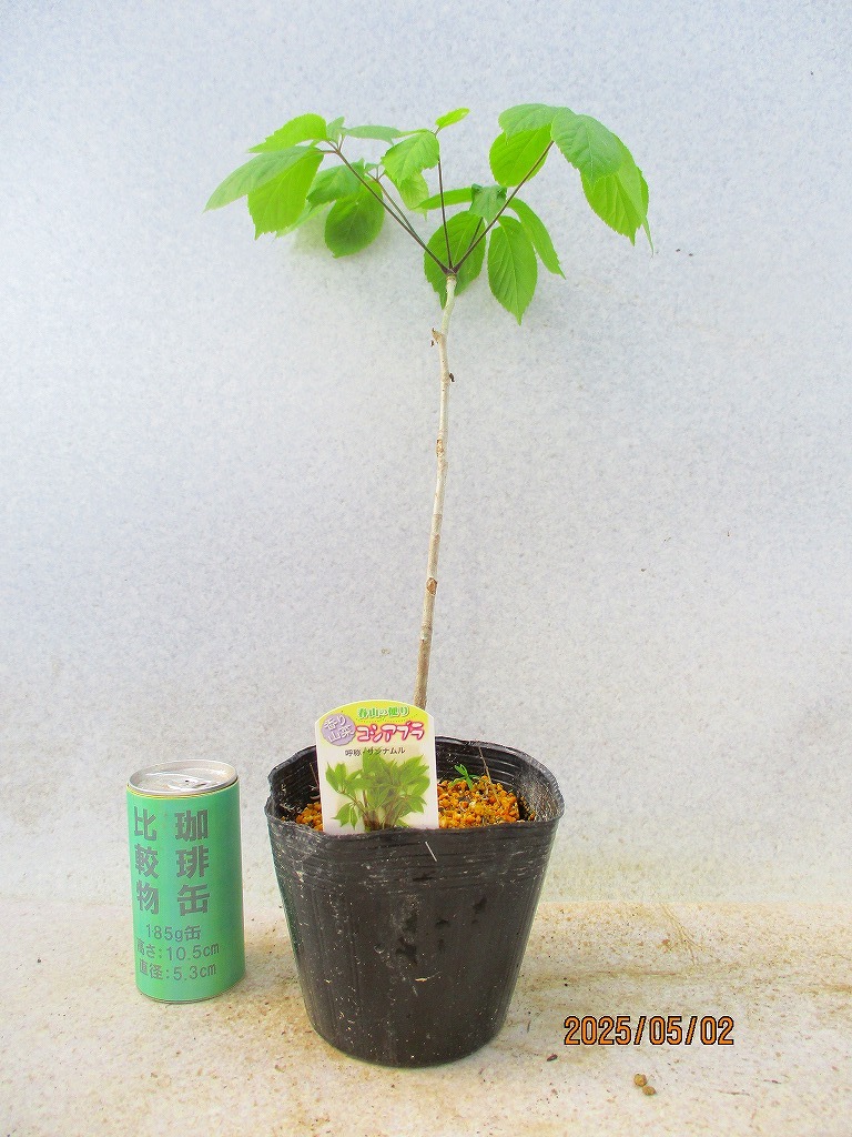 Yahoo!オークション - [緑の市場]漉油(5183)全高 43㎝ 同梱包対応「ま...