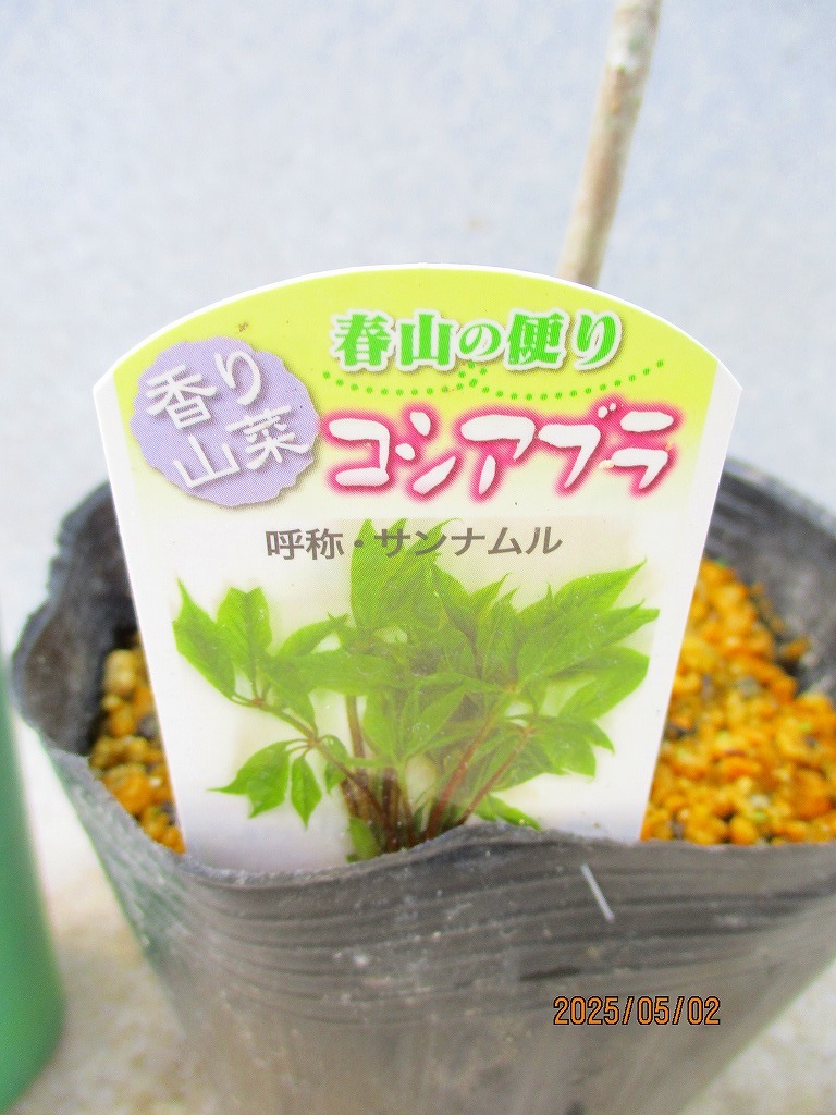 Yahoo!オークション - [緑の市場]漉油(5183)全高 43㎝ 同梱包対応「ま...