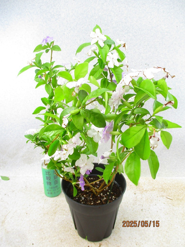 Yahoo!オークション - [緑の市場]ニオイバンマツリ(5919)全高 49㎝ 同...