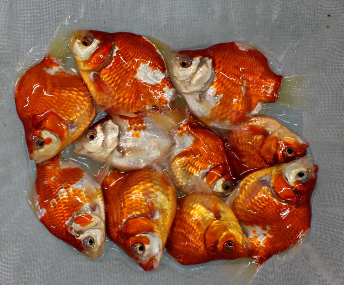 Yahoo!オークション - 【KHF】 金魚 玉サバ 当歳魚 約8～11Cm ...