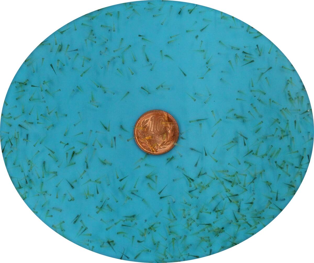 Yahoo!オークション - 【KHF】 錦鯉 金昭和 無選別 毛仔 100尾 E...