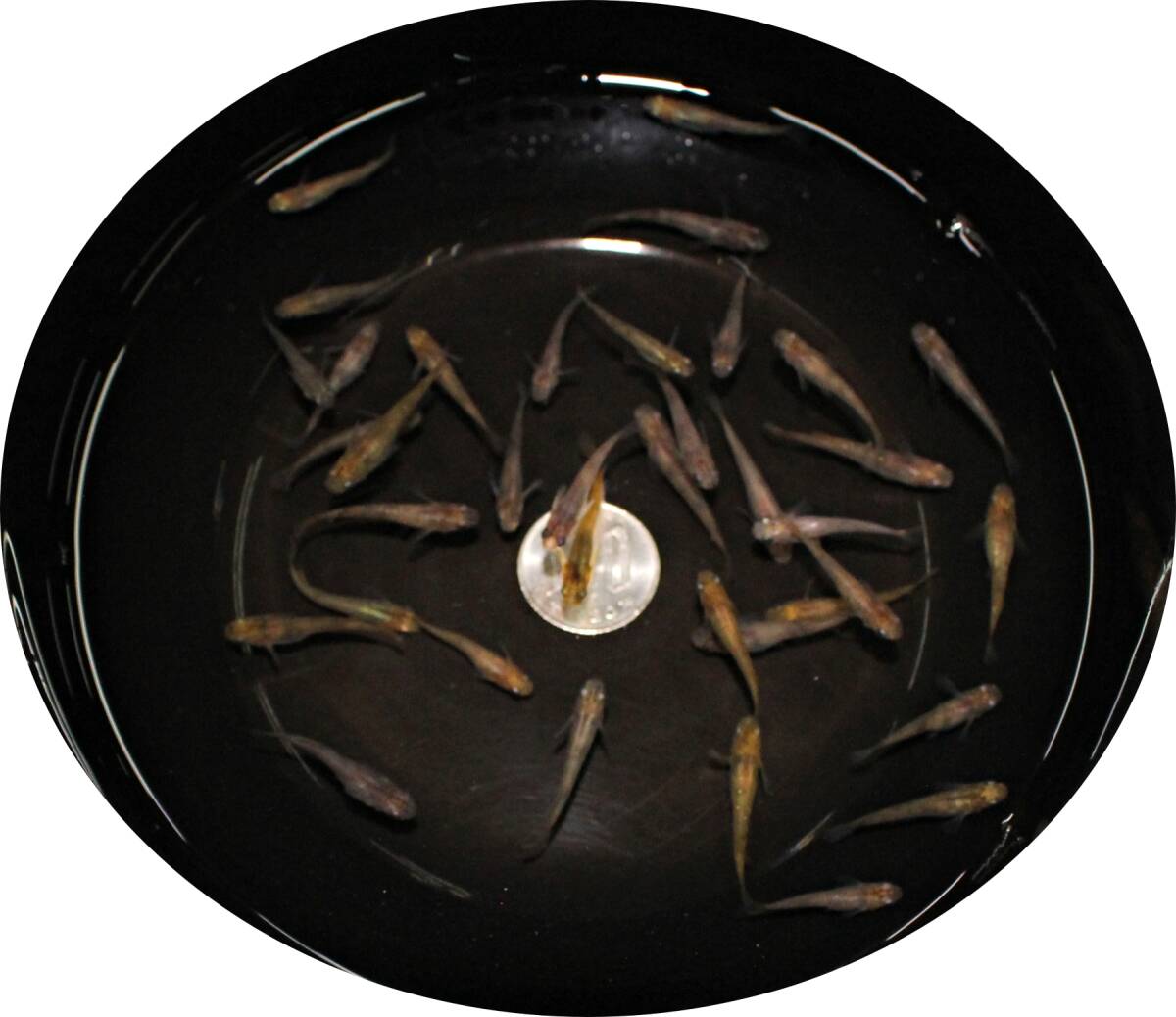 Yahoo!オークション - 【KHF】 めだか たま錦 たま錦 改 若魚 30...