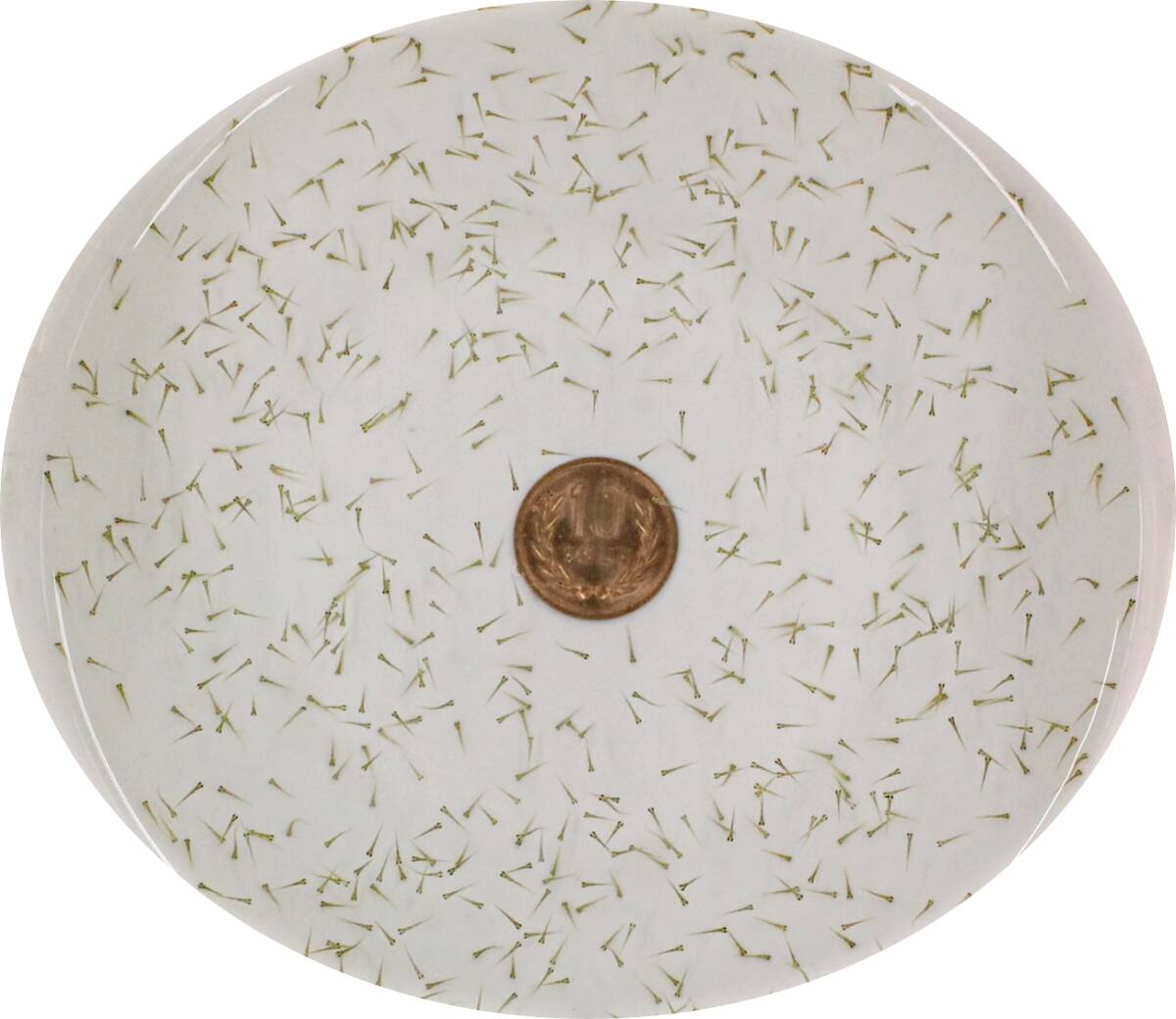 Yahoo!オークション - 【KHF】 金魚 玉サバ（無選別）針仔 300尾...