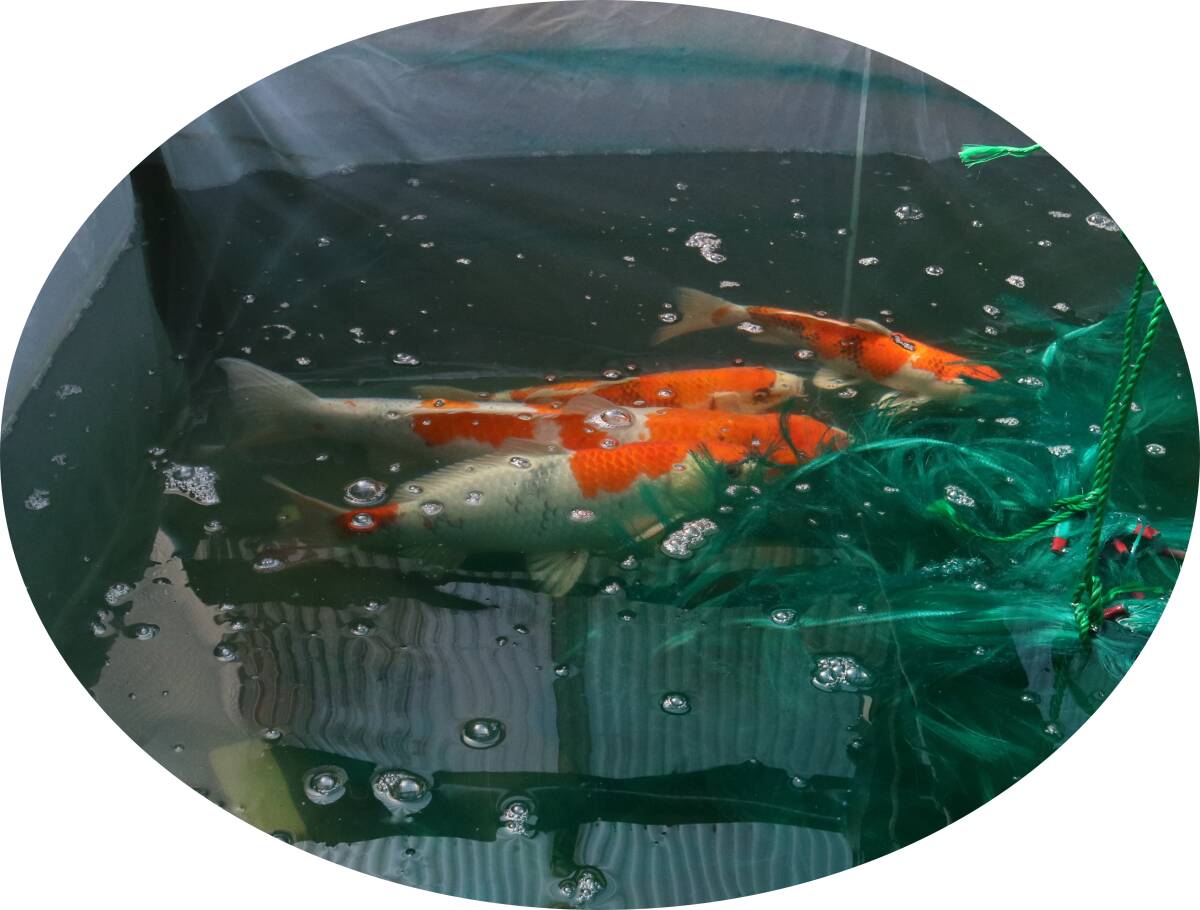 Yahoo!オークション - 【KHF】 錦鯉 金昭和 無選別 毛仔 100尾 E...