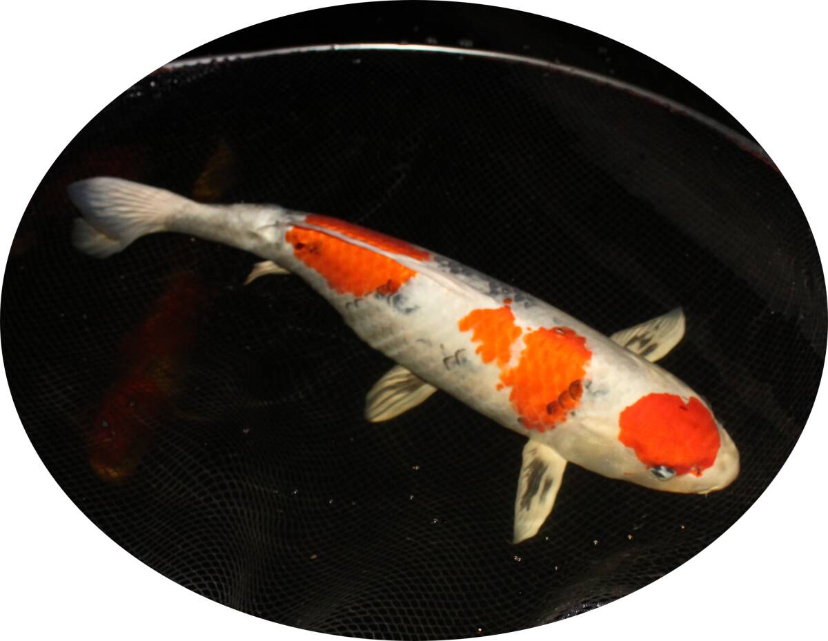 Yahoo!オークション - 【KHF】 錦鯉 金昭和 無選別 稚魚 500尾 E...