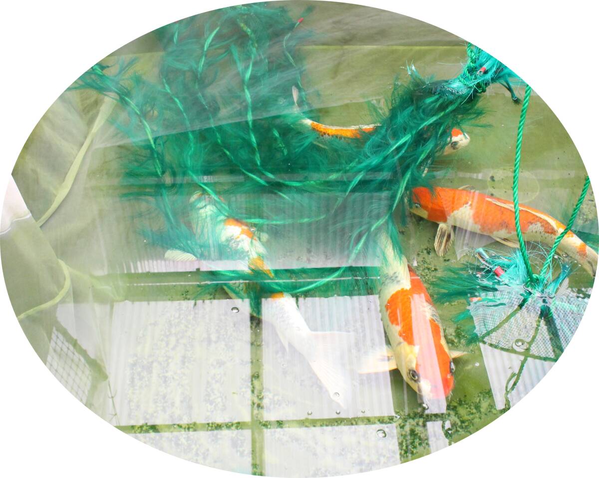 Yahoo!オークション - 【KHF】 錦鯉 金昭和 無選別 稚魚 500尾 E...