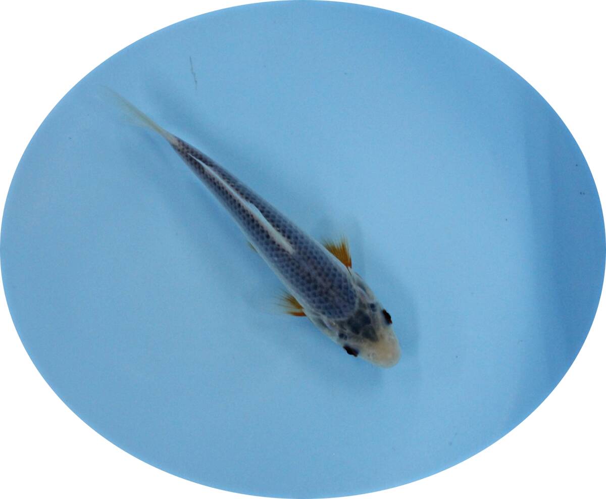 Yahoo!オークション - 【KHF】 錦鯉 浅黄 約17Cm 青木養鯉場産...